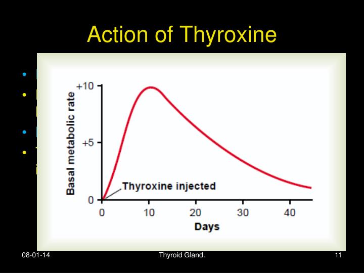 PPT - Thyroid Hormone. PowerPoint Presentation - ID:4827181