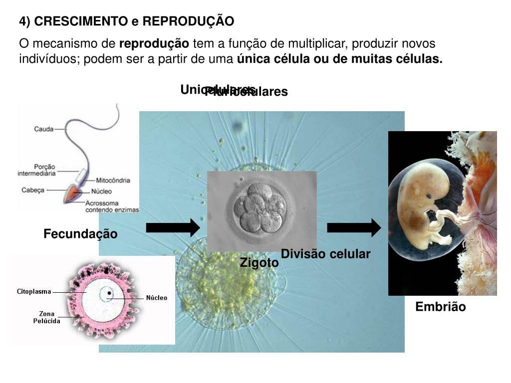 PPT - Características dos Seres Vivos (aula 02) PowerPoint Presentation ...