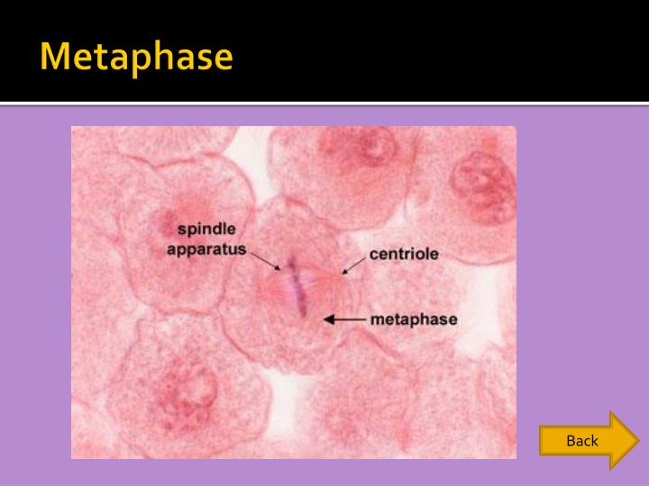 PPT - Stages of Mitosis PowerPoint Presentation - ID:4828392
