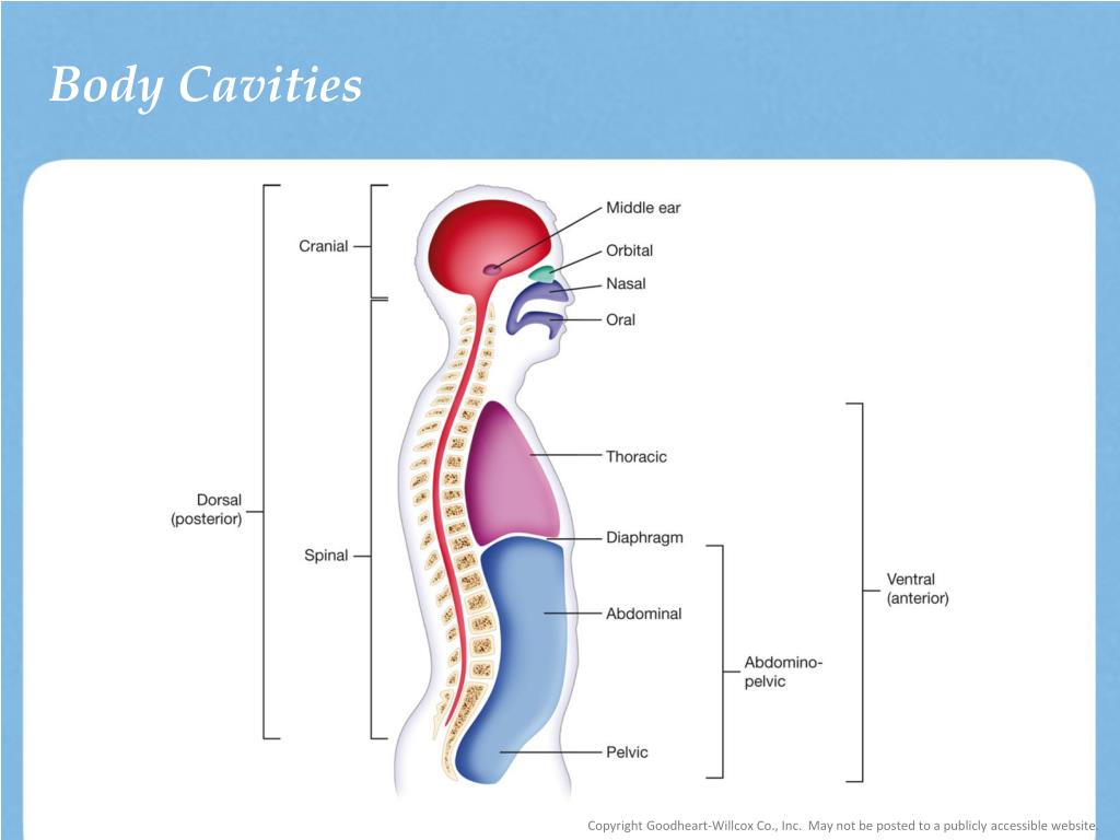 PPT - Medical Terminology and Disease PowerPoint Presentation, free ...