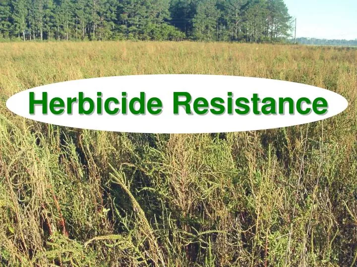 PPT - Herbicide Resistance PowerPoint Presentation, free download - ID ...