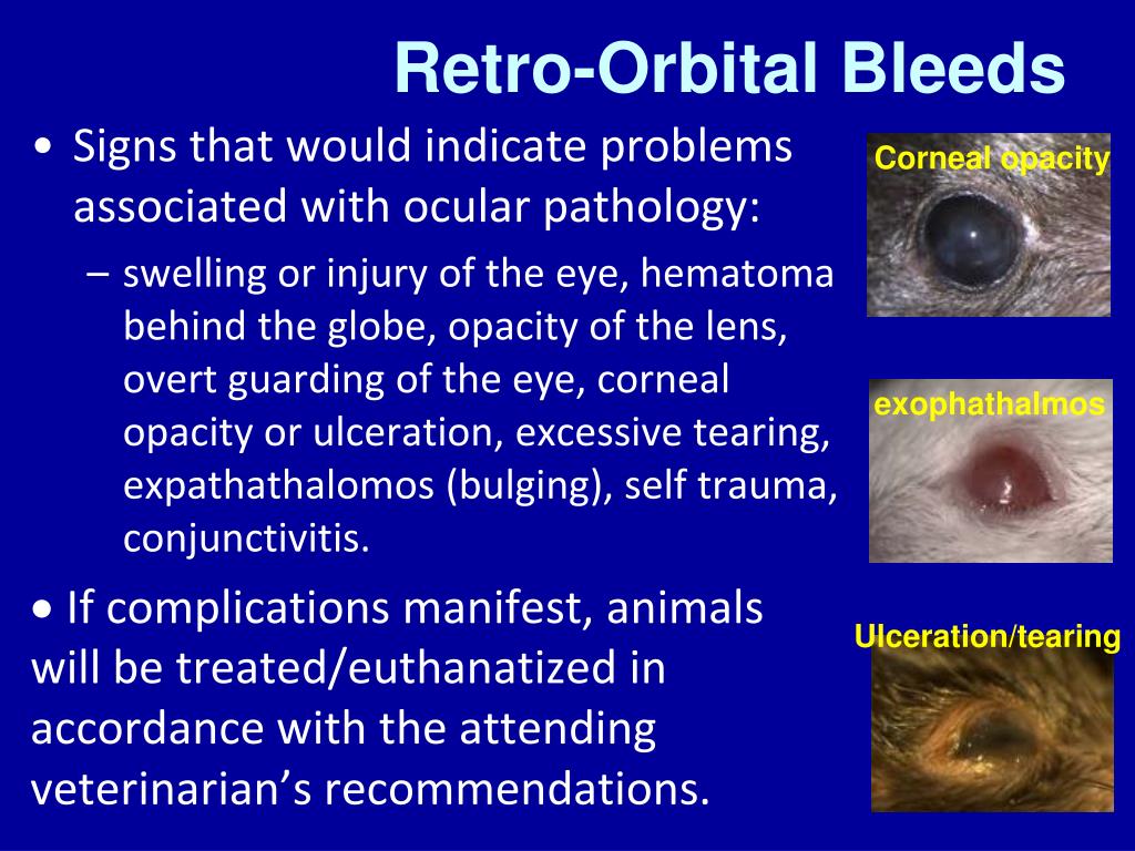 PPT - Retrobulbar Injection & Retro-Orbital Bleeds PowerPoint ... PPT - Retrobulbar Injection & Retro-Orbital Bleeds PowerPoint ...