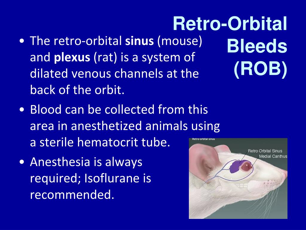 PPT - Retrobulbar Injection & Retro-Orbital Bleeds PowerPoint ... PPT - Retrobulbar Injection & Retro-Orbital Bleeds PowerPoint ...