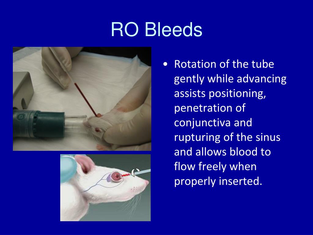 PPT - Retrobulbar Injection & Retro-Orbital Bleeds PowerPoint ... PPT - Retrobulbar Injection & Retro-Orbital Bleeds PowerPoint ...