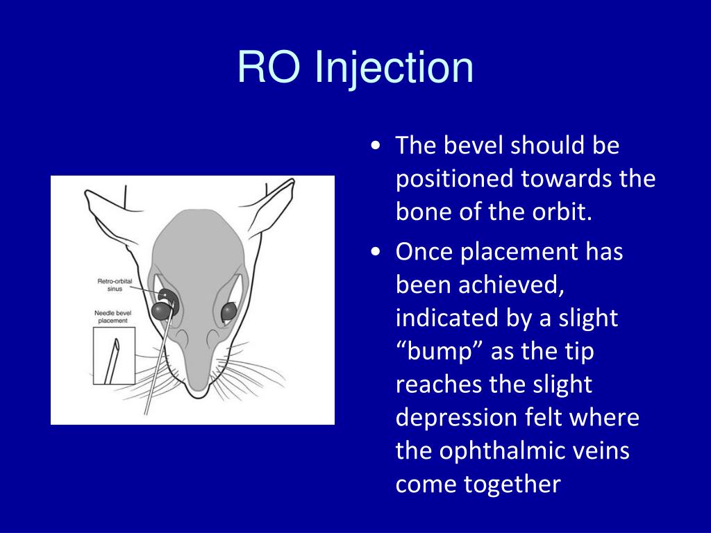PPT - Retrobulbar Injection & Retro-Orbital Bleeds PowerPoint ... PPT - Retrobulbar Injection & Retro-Orbital Bleeds PowerPoint ...