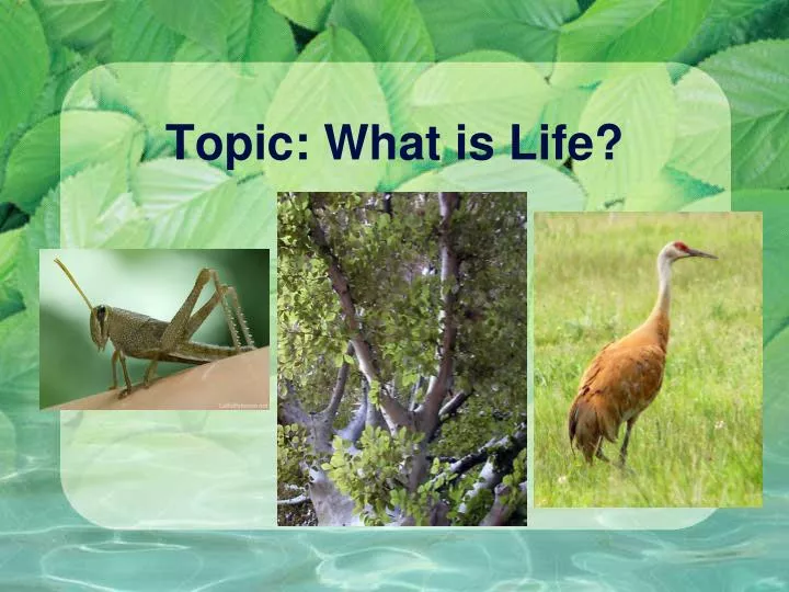 PPT - Topic: What is Life? PowerPoint Presentation, free download - ID ...