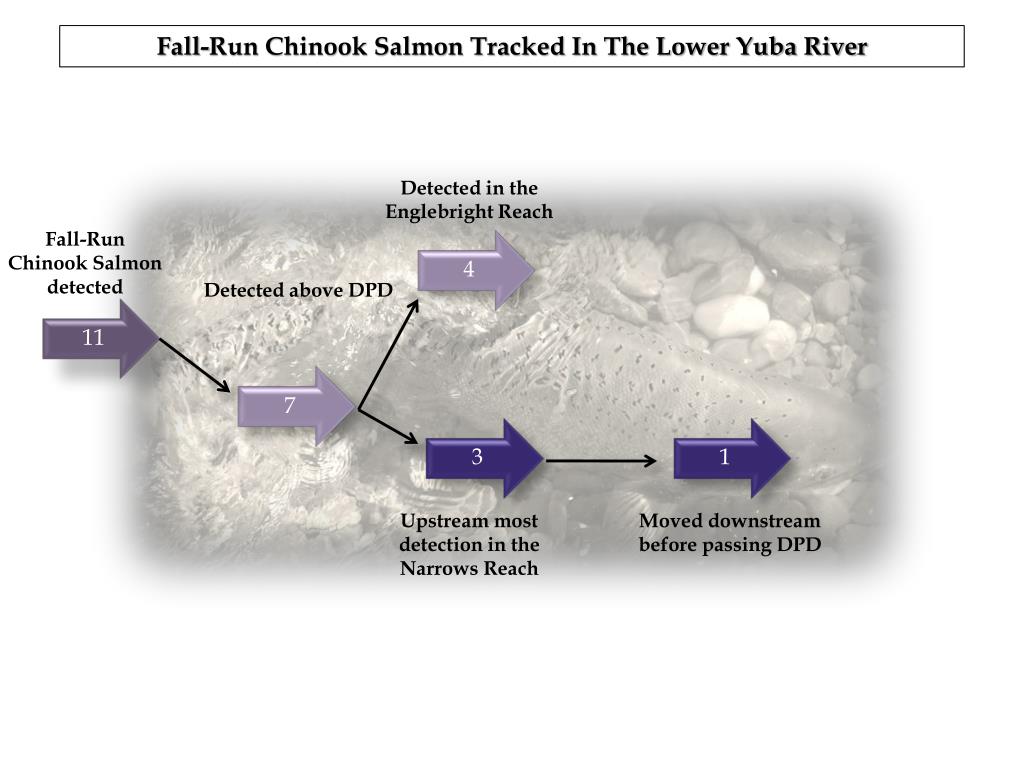 PPT - Acoustic Telemetry: Adult Spring-Run/Fall-Run Chinook Salmon On ...