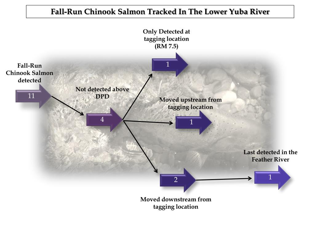 PPT - Acoustic Telemetry: Adult Spring-Run/Fall-Run Chinook Salmon On ...