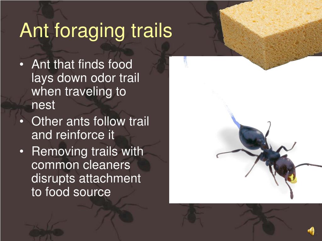 PPT - Fire Ants and Texas Nursing Homes Staff roles and ...
