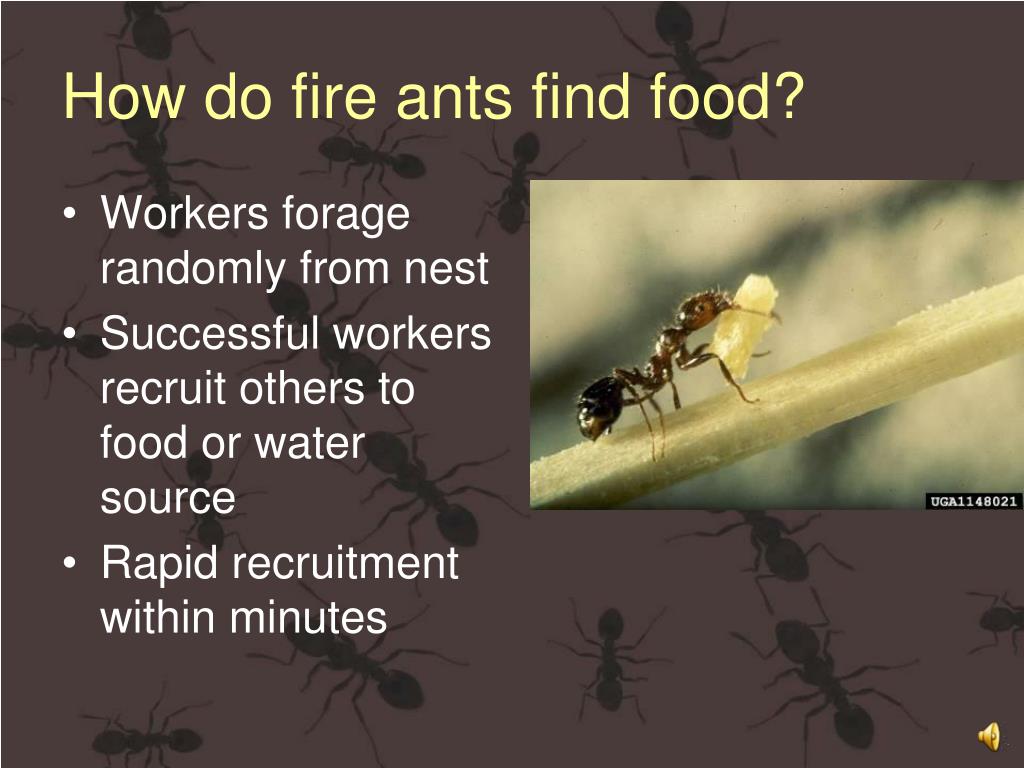 PPT - Fire Ants and Texas Nursing Homes Staff roles and ...