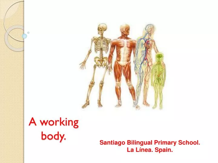 PPT - A working body . PowerPoint Presentation, free download - ID:4832962