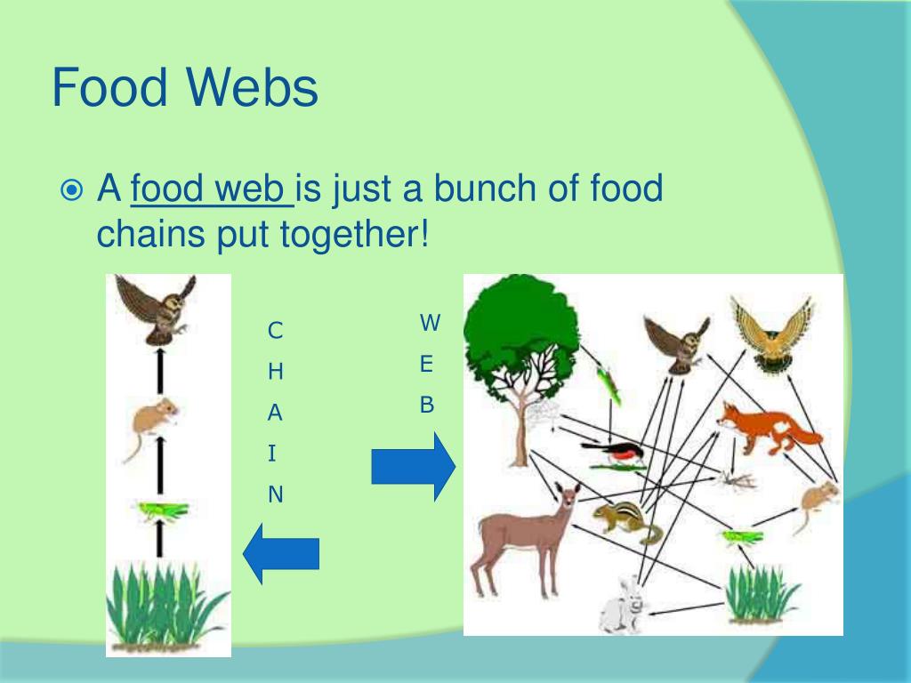 Food Chains And Food Webs Ppt Download – Confopay Food Chains And Food Webs Ppt Download – Confopay