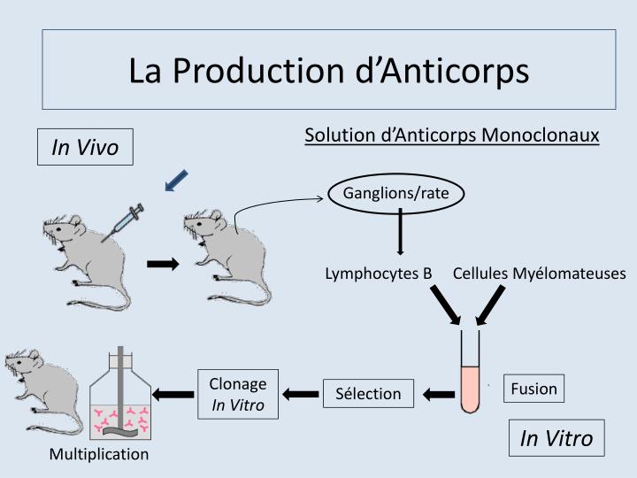 PPT - L’ Immunohistochimie PowerPoint Presentation - ID:4835127
