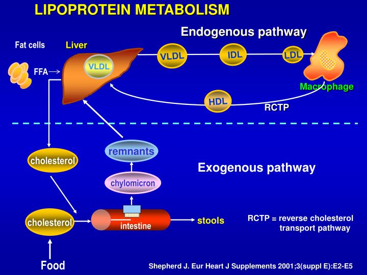 PPT - LIPID METABOLISM IN THYROID DISEASE PowerPoint Presentation - ID ...