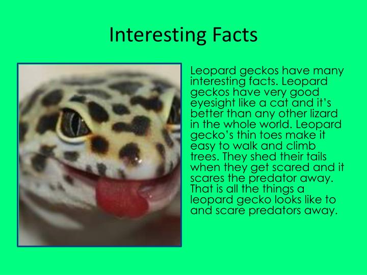 PPT - Leopard Gecko PowerPoint Presentation - ID:4836826