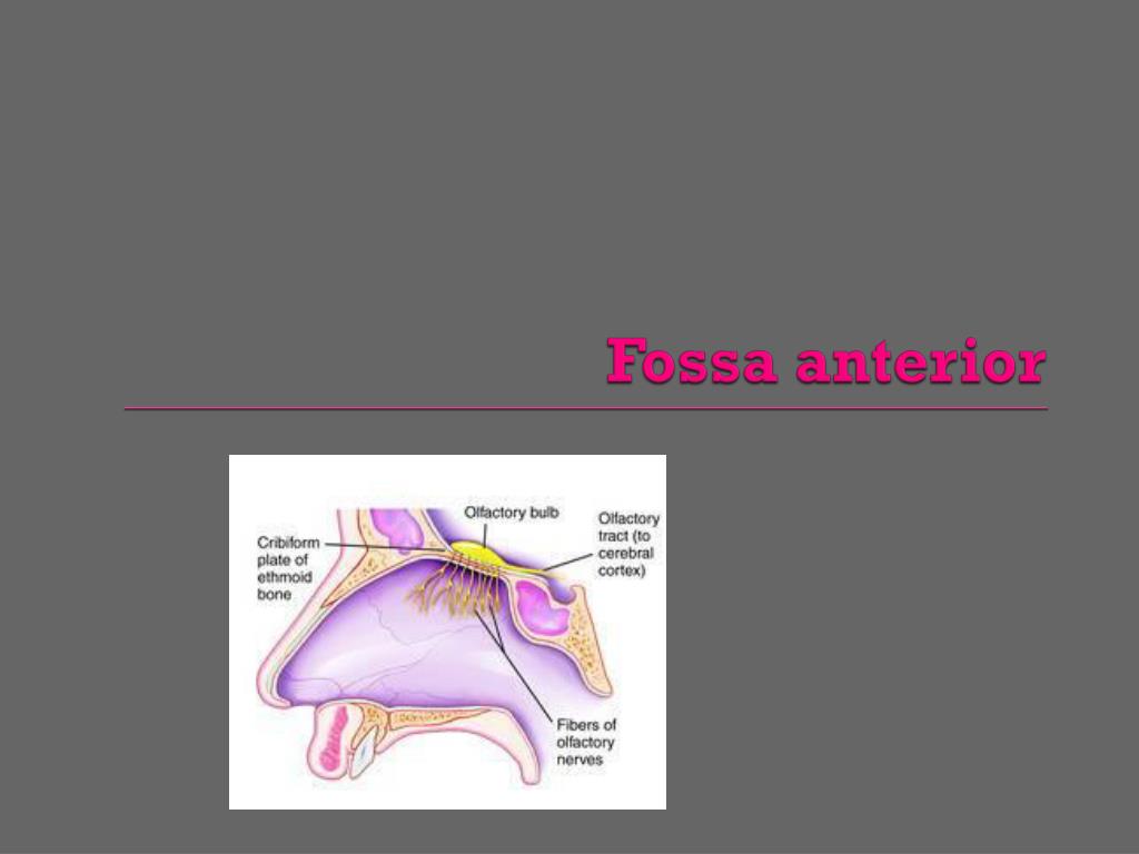 PPT - Anatomia cirúrgica da Base do Crânio PowerPoint Presentation ...