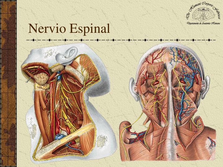 PPT - NERVIOS ESPINAL E HIPOGLOSO PowerPoint Presentation - ID:4837986
