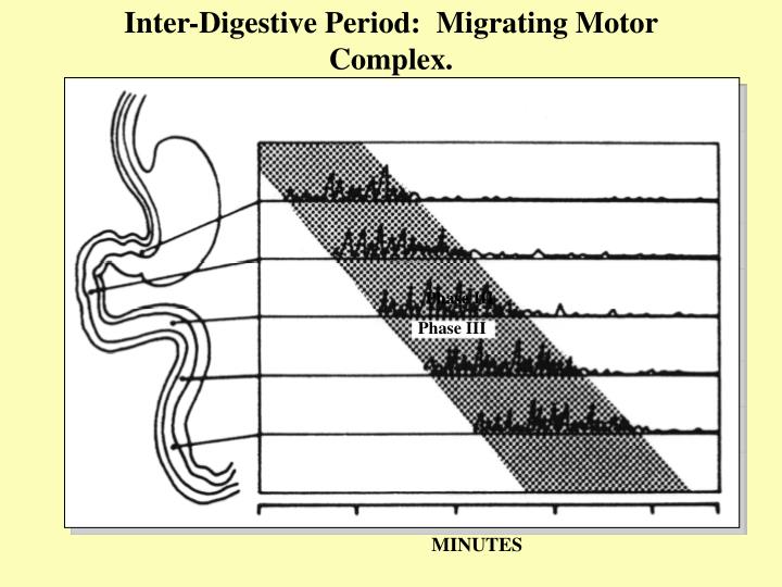 PPT - Smooth Muscle PowerPoint Presentation - ID:4841490