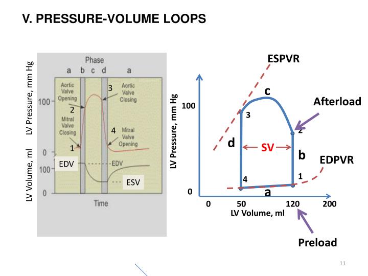 PPT - Ventricular Pressure-Volume Loops PowerPoint Presentation - ID ...