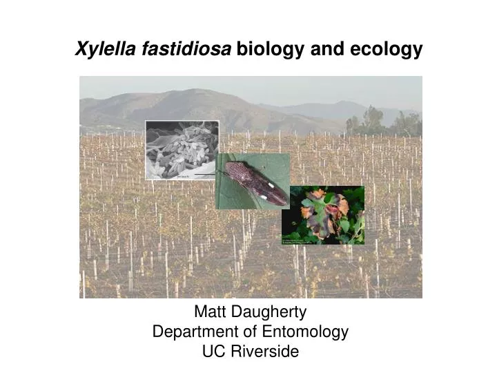 PPT - Xylella fastidiosa biology and ecology PowerPoint Presentation ...