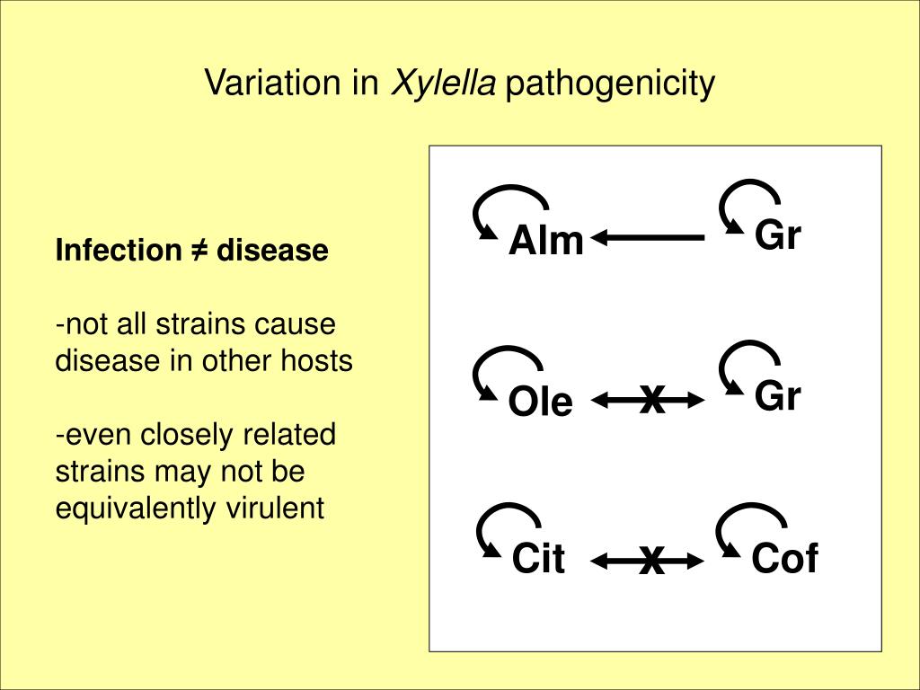 PPT - Xylella fastidiosa biology and ecology PowerPoint Presentation ...