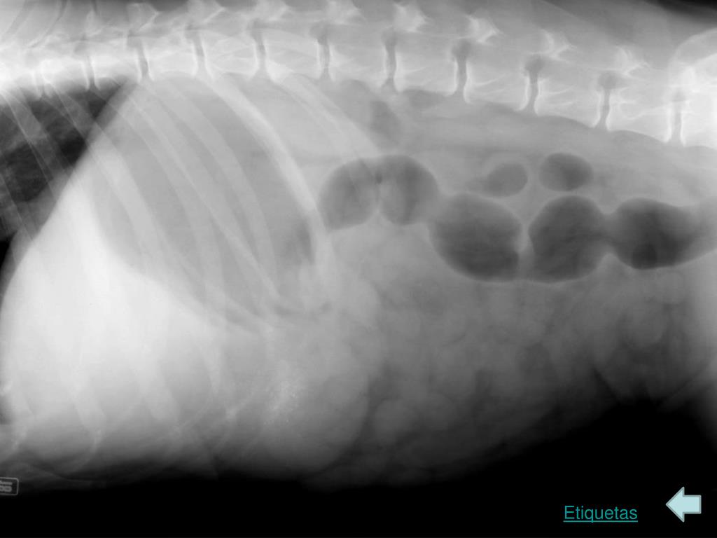 PPT - Radiología del Perro: abdomen y cavidad pelviana PowerPoint ...