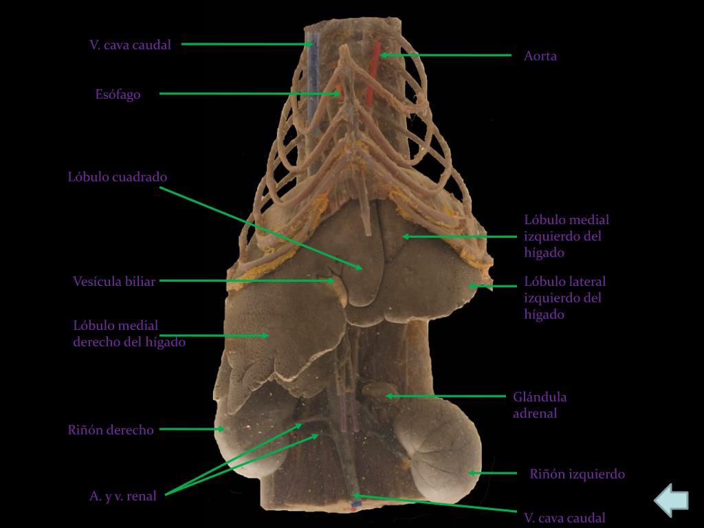 PPT - Radiología del Perro: abdomen y cavidad pelviana PowerPoint ...