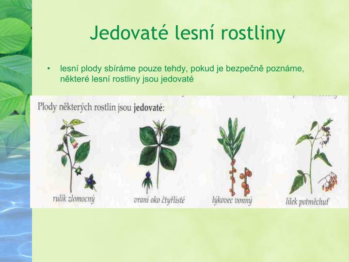 PPT - Společenstvo lesa PowerPoint Presentation - ID:4847907