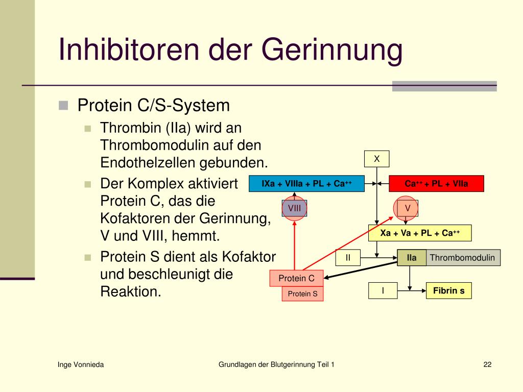 PPT - Grundlagen der Blutgerinnung Teil 1 PowerPoint Presentation, free ...
