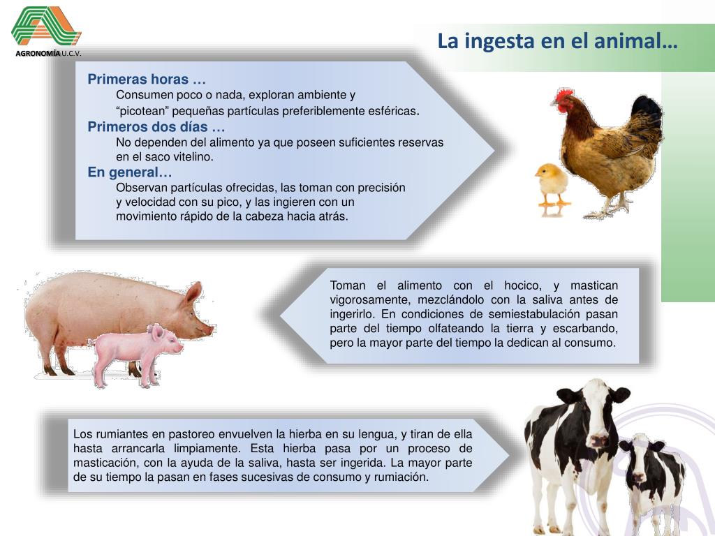 PPT - UNIVERSIDAD CENTRAL DE VENEZUELA Facultad de Agronomía ...