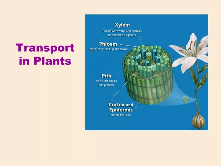 PPT - Transport in Plants PowerPoint Presentation, free download - ID ...