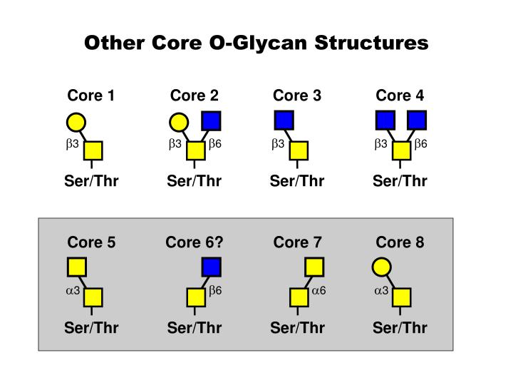 PPT - Lecture 6 O-GalNac Glycans C-type Lectins PowerPoint Presentation ...