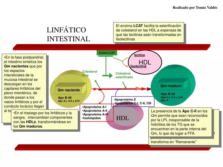 PPT - HDL PowerPoint Presentation, free download - ID:4849893