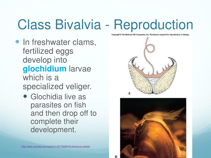 PPT - Molluscs PowerPoint Presentation - ID:4850353