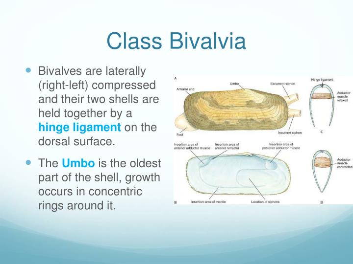 PPT - Molluscs PowerPoint Presentation - ID:4850353