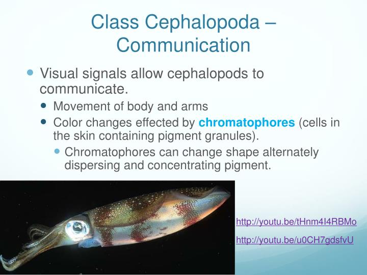PPT - Molluscs PowerPoint Presentation - ID:4850353