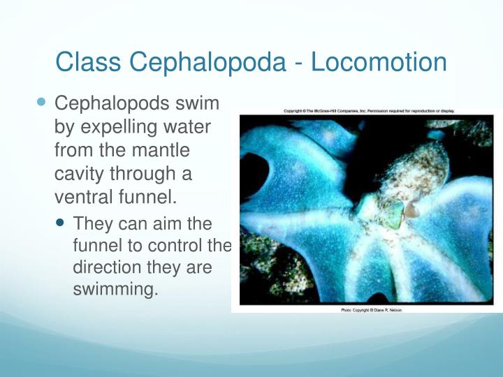 PPT - Molluscs PowerPoint Presentation - ID:4850353