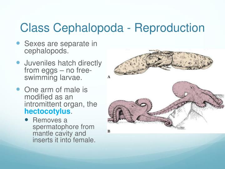 PPT - Molluscs PowerPoint Presentation - ID:4850353