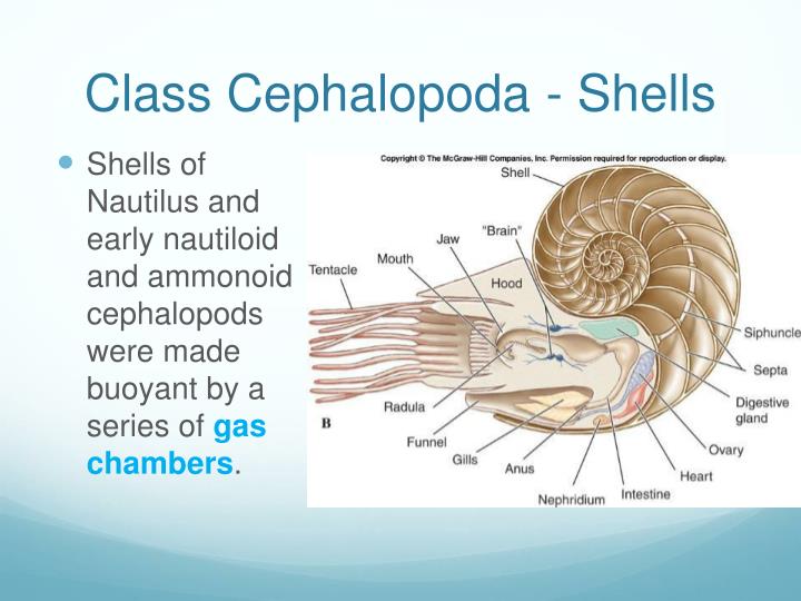 PPT - Molluscs PowerPoint Presentation - ID:4850353