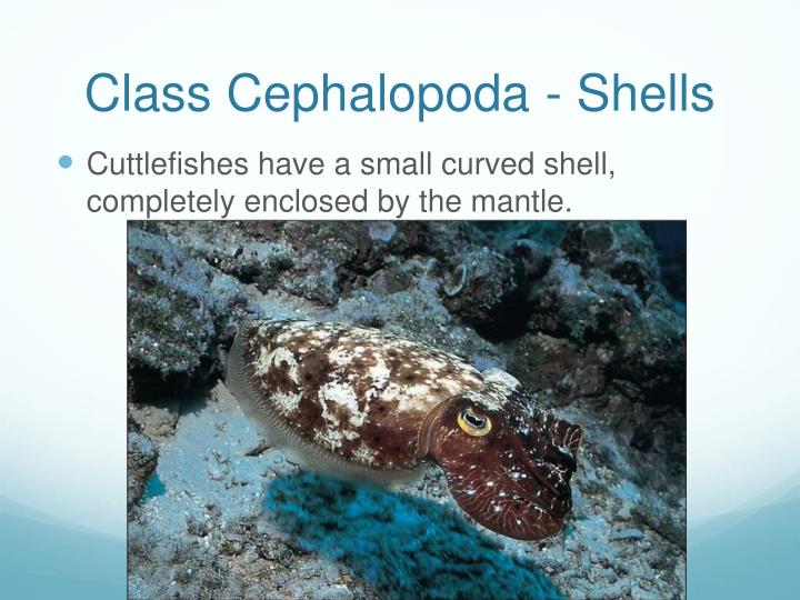 PPT - Molluscs PowerPoint Presentation - ID:4850353