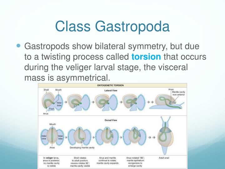 PPT - Molluscs PowerPoint Presentation - ID:4850353