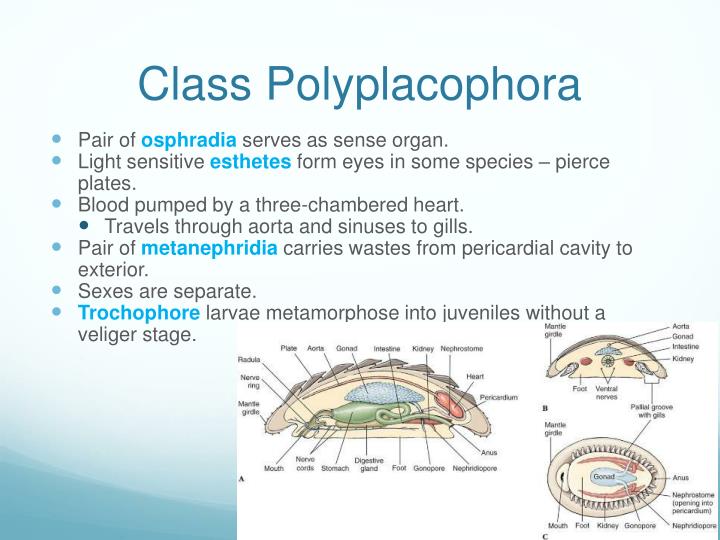 PPT - Molluscs PowerPoint Presentation - ID:4850353