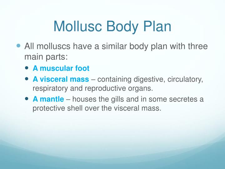 PPT - Molluscs PowerPoint Presentation - ID:4850353
