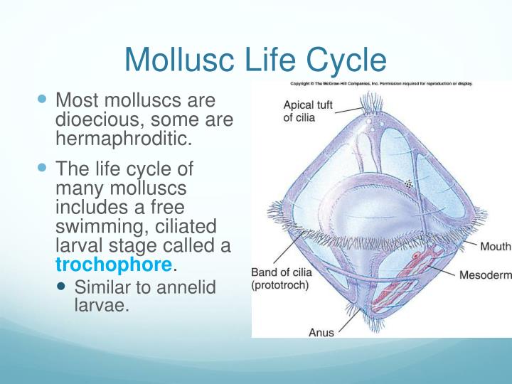PPT - Molluscs PowerPoint Presentation - ID:4850353