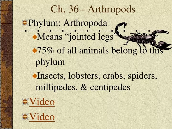 PPT - Ch. 36 - Arthropods PowerPoint Presentation, free download - ID:4851173