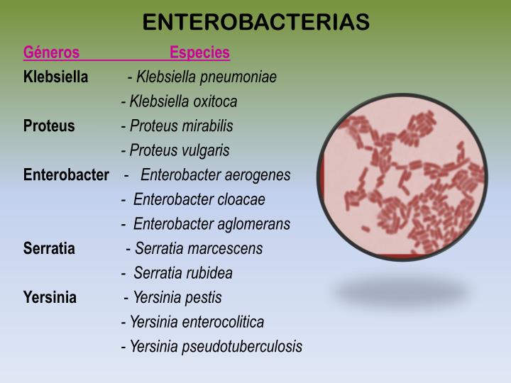 PPT - TEMA #15: ENTEROBACTERIAS III PowerPoint Presentation - ID:4851946