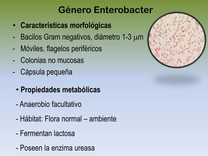 PPT - TEMA #15: ENTEROBACTERIAS III PowerPoint Presentation - ID:4851946