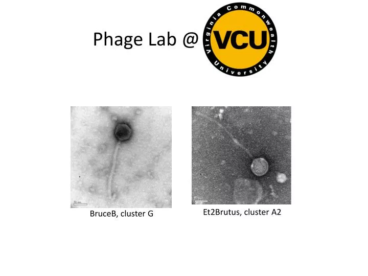 PPT - Phage Lab @ PowerPoint Presentation, free download - ID:4852855