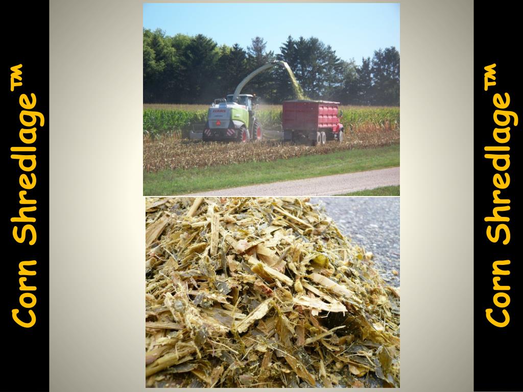 PPT - Results of UW Madison Corn Shredlage™ Feeding Trial PowerPoint ...