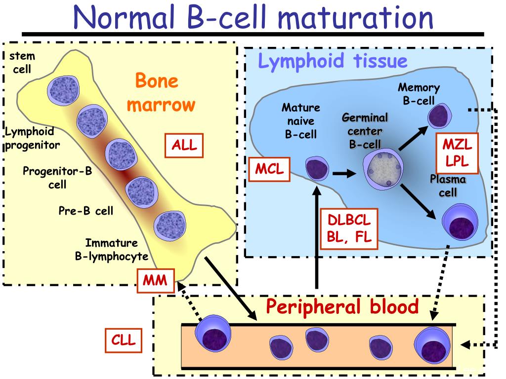 PPT - CANCER RESEARCH CENTER, UNIVERSITY & UNIVERSITY HOSPITAL of ...